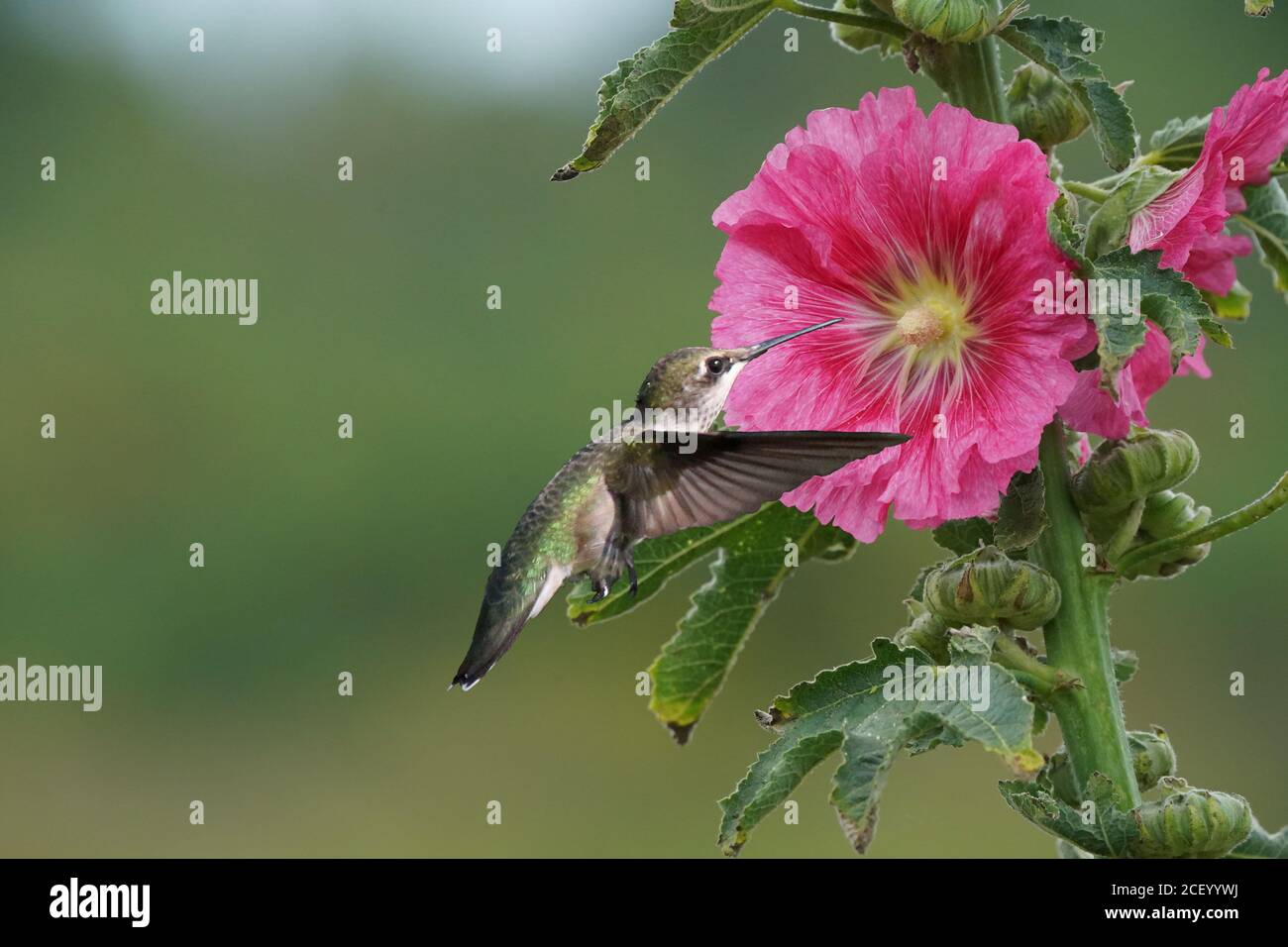 Female Ruby Throated Hummingbird on hollyhock flowers Stock Photo - Alamy