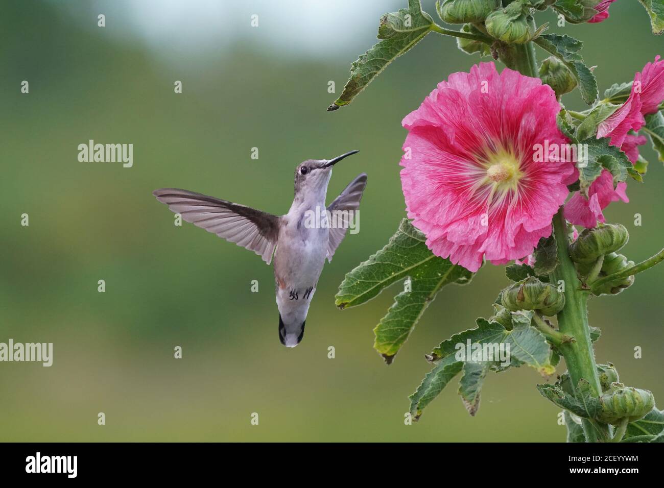 Female Ruby Throated Hummingbird on hollyhock flowers Stock Photo - Alamy