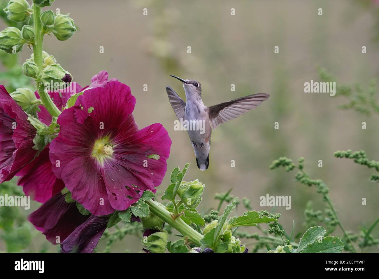 Female Ruby Throated Hummingbird on hollyhock flowers Stock Photo - Alamy