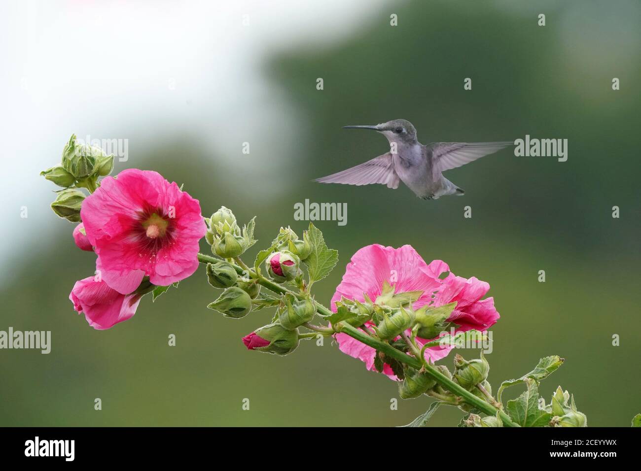 Female Ruby Throated Hummingbird on hollyhock flowers Stock Photo - Alamy