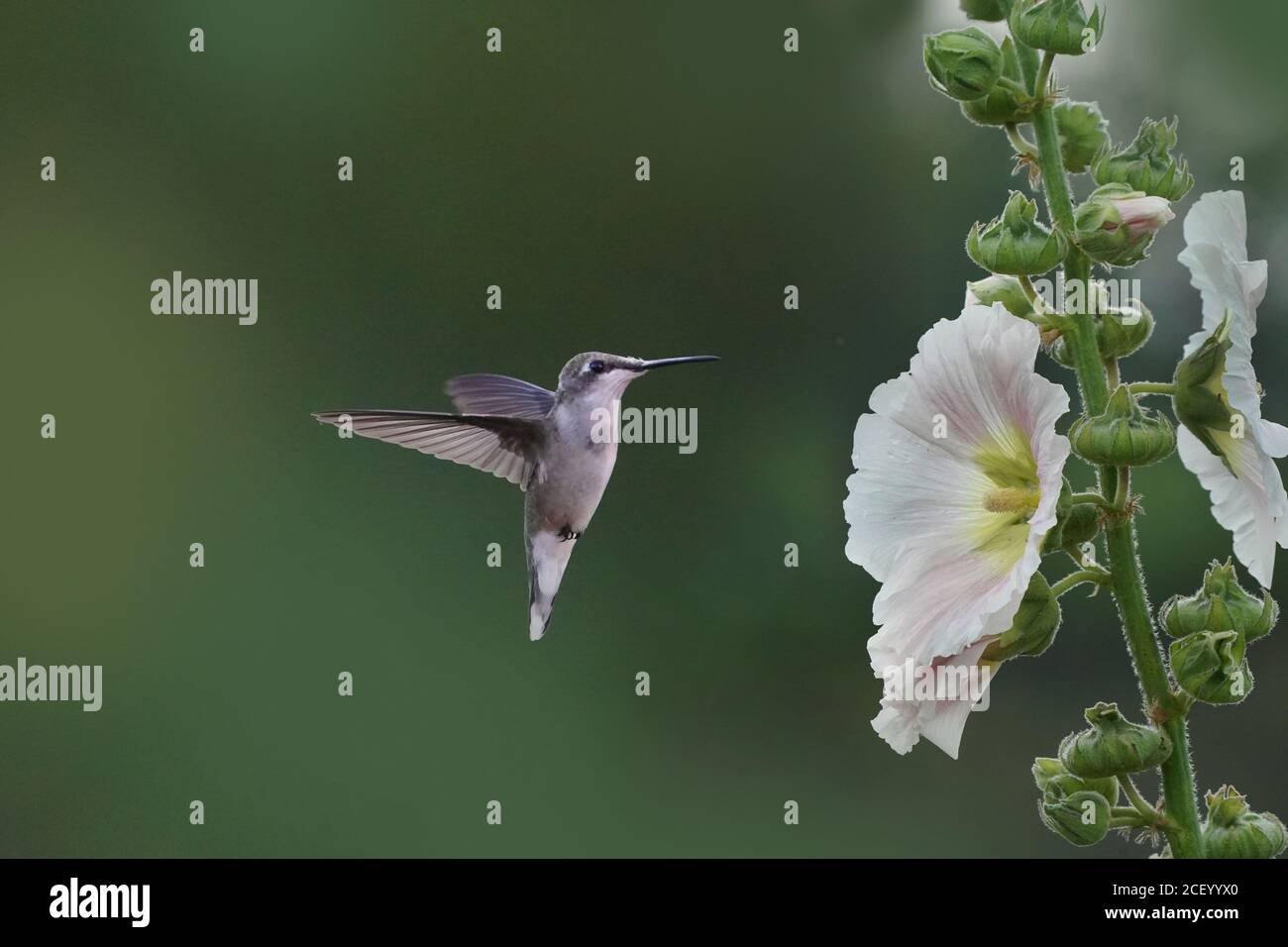 Female Ruby Throated Hummingbird on hollyhock flowers Stock Photo - Alamy