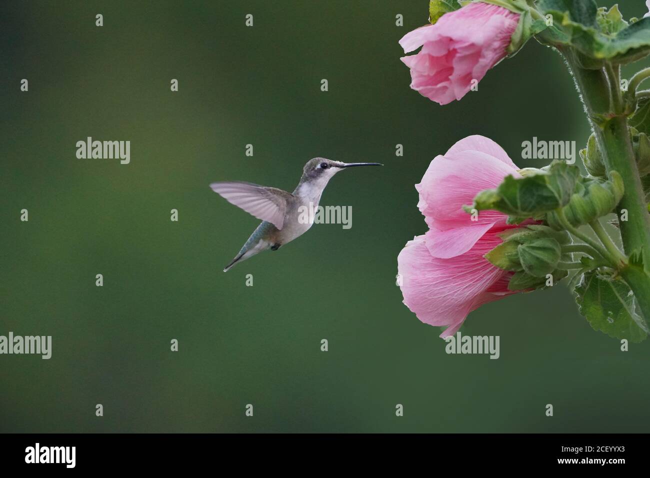 Female Ruby Throated Hummingbird on hollyhock flowers Stock Photo - Alamy