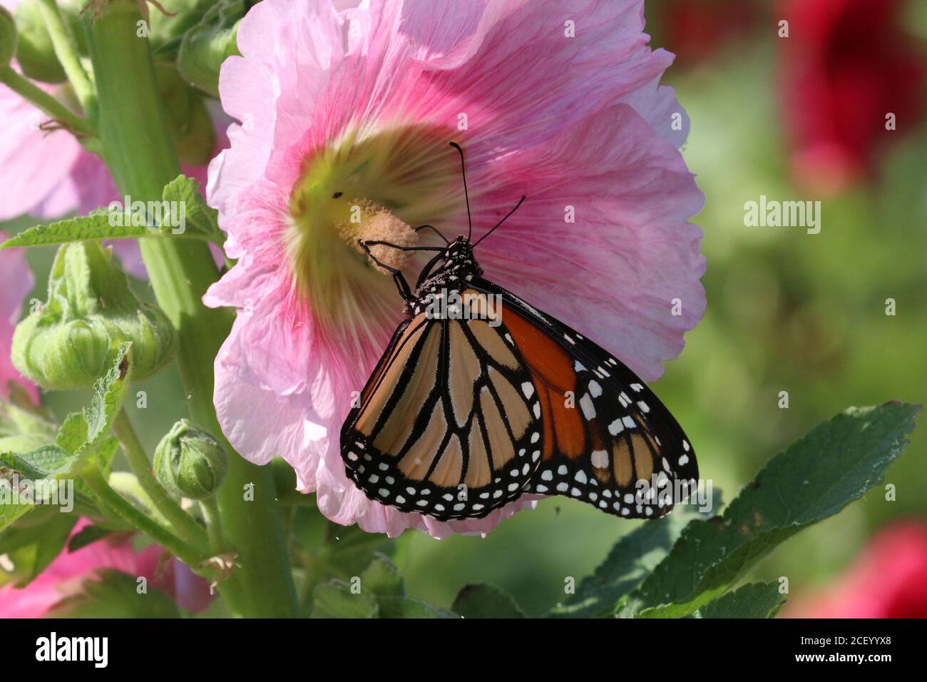 Beautiful spotted orange butterfly sits hi-res stock photography and ...