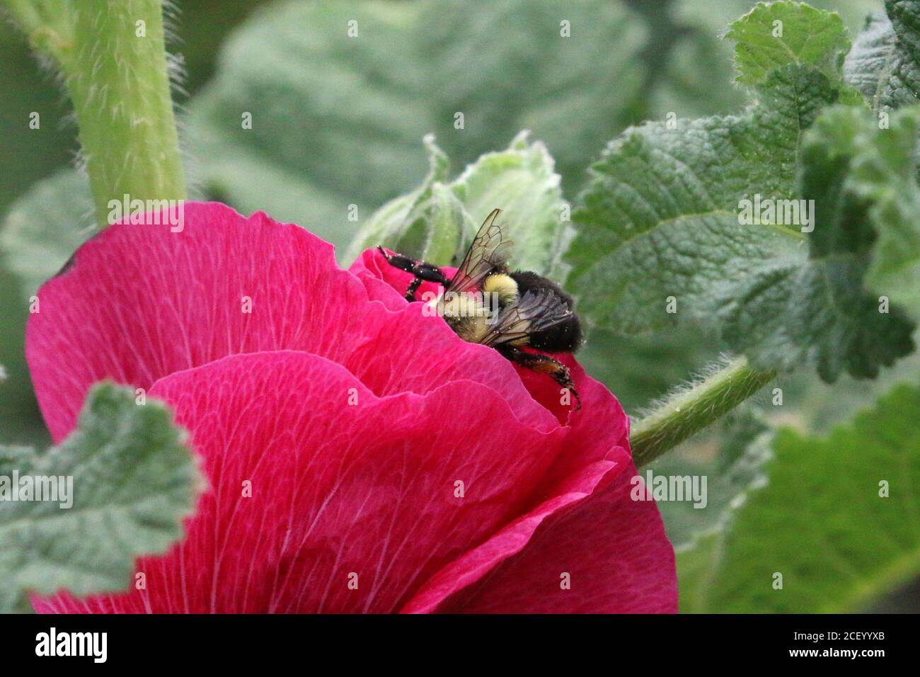 Banned patch hi-res stock photography and images - Alamy