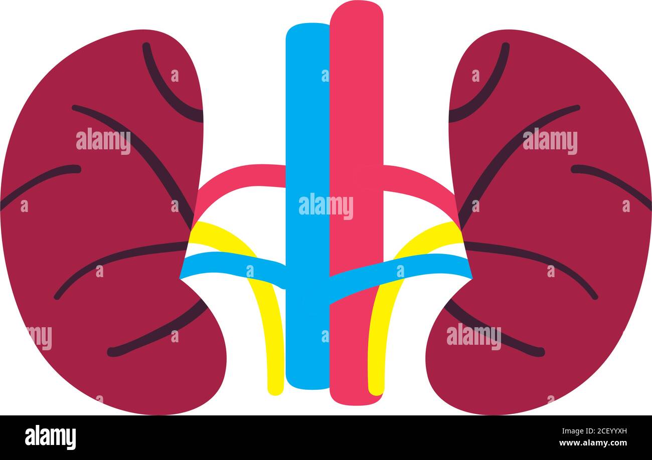 kidneys free form style icon design, Human body person people health ...