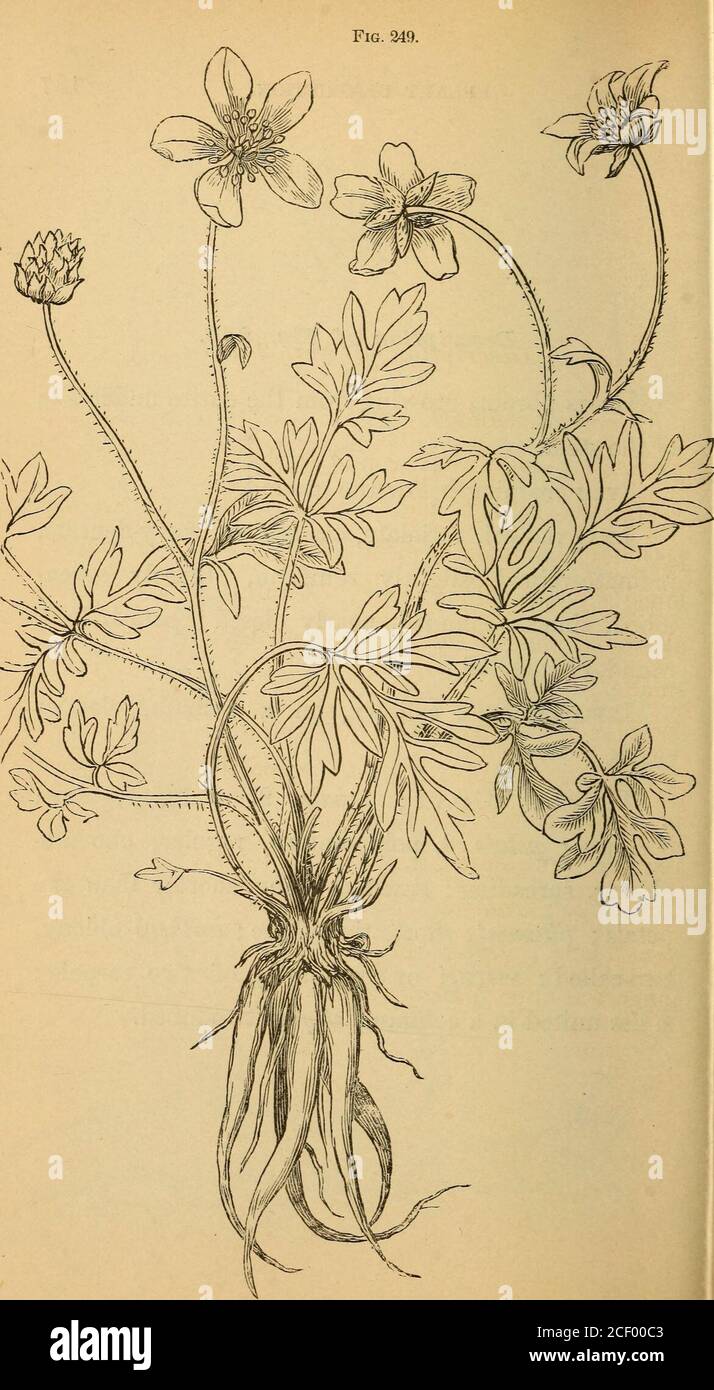 Rounded leaf sinuses hi-res stock photography and images - Alamy