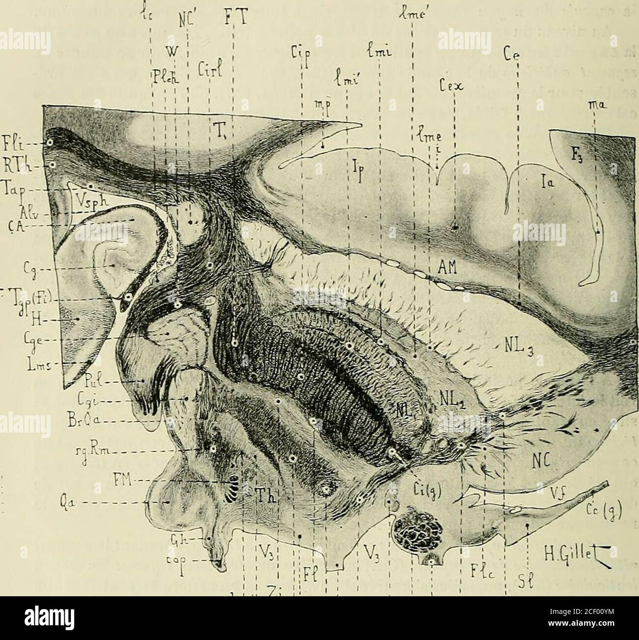 Anatomie du bras hi-res stock photography and images - Alamy