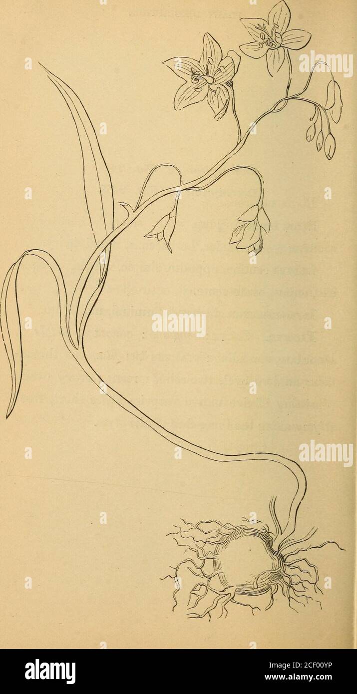 . The first book of botany : designed to cultivate the observing powers ...