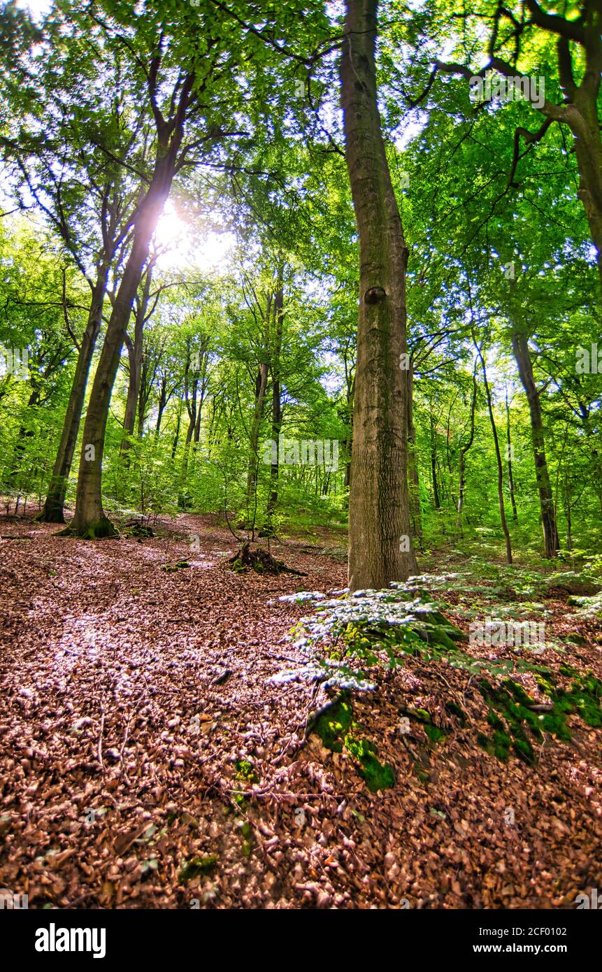 Forest with green trees and sunshine in August Stock Photo - Alamy