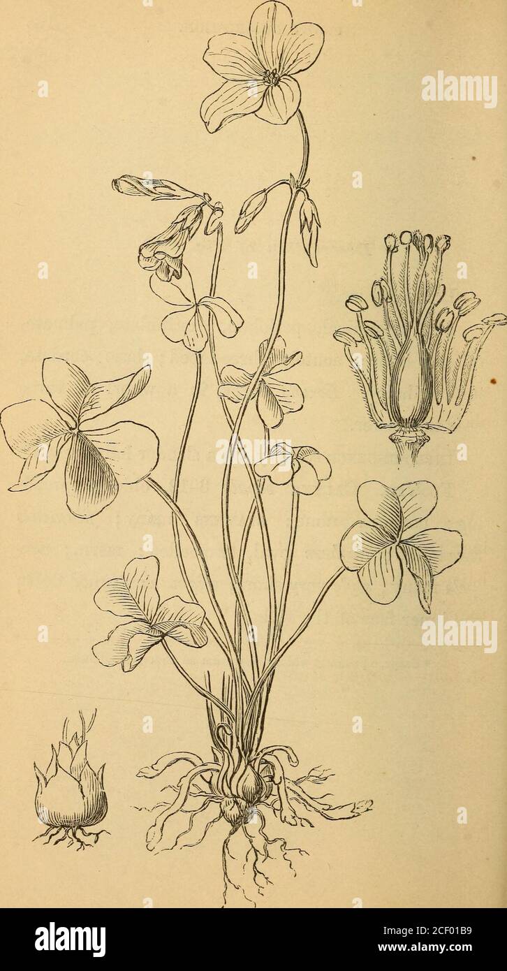 Palmate veined leaves hi-res stock photography and images - Alamy