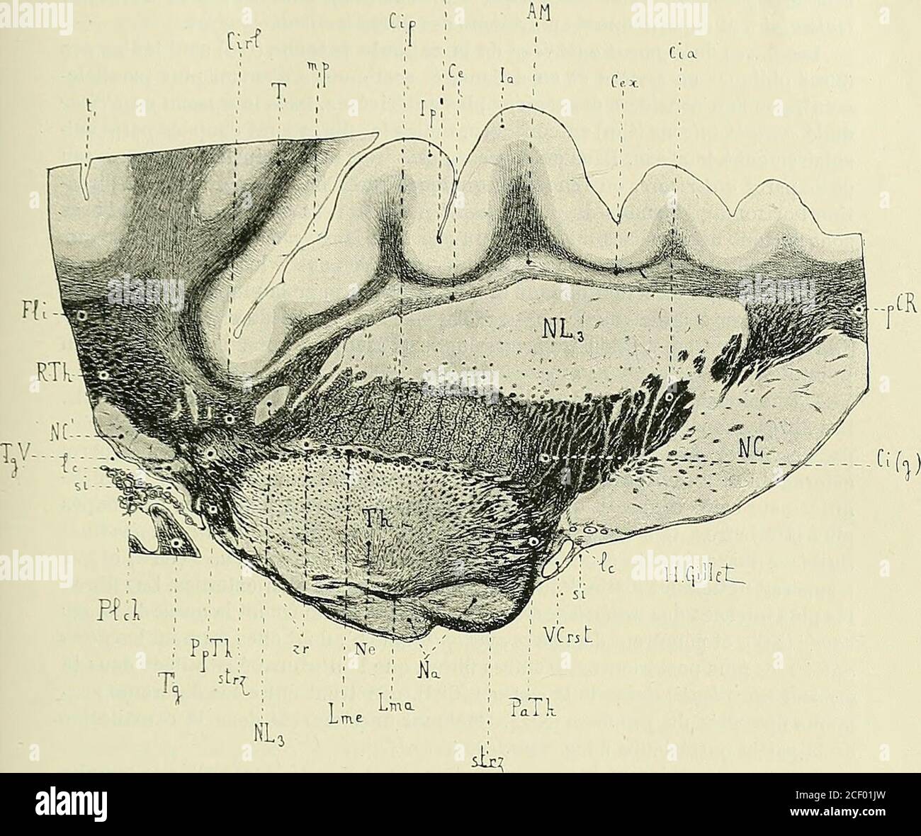 Anatomie de la capsule hi-res stock photography and images - Alamy