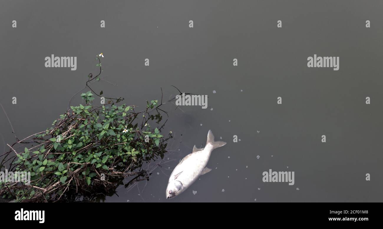 Dead Silver carp (Hypophthalmichthys molitrix) in the pond. Fish ...