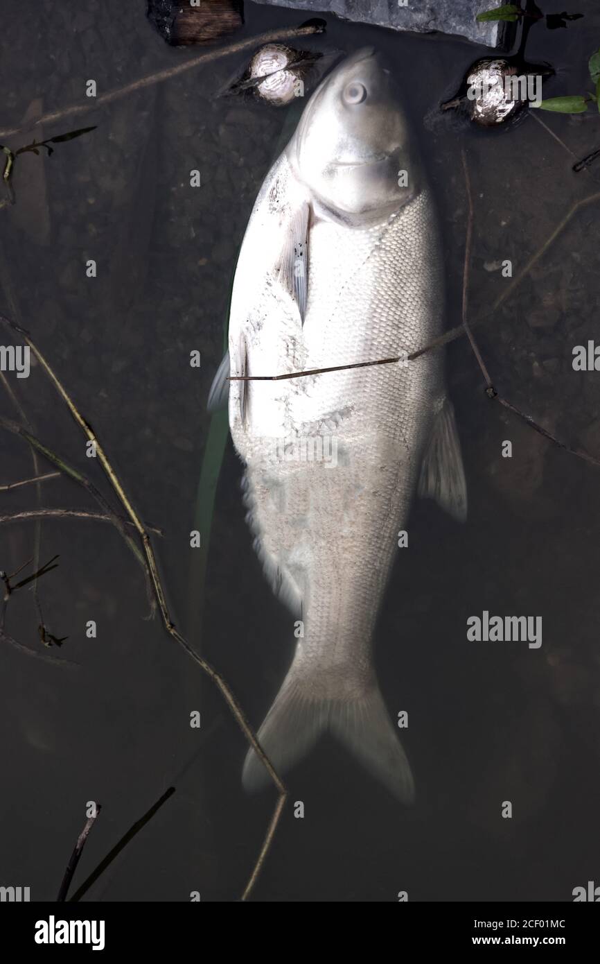 Dead Silver carp (Hypophthalmichthys molitrix) in the pond. Fish ...