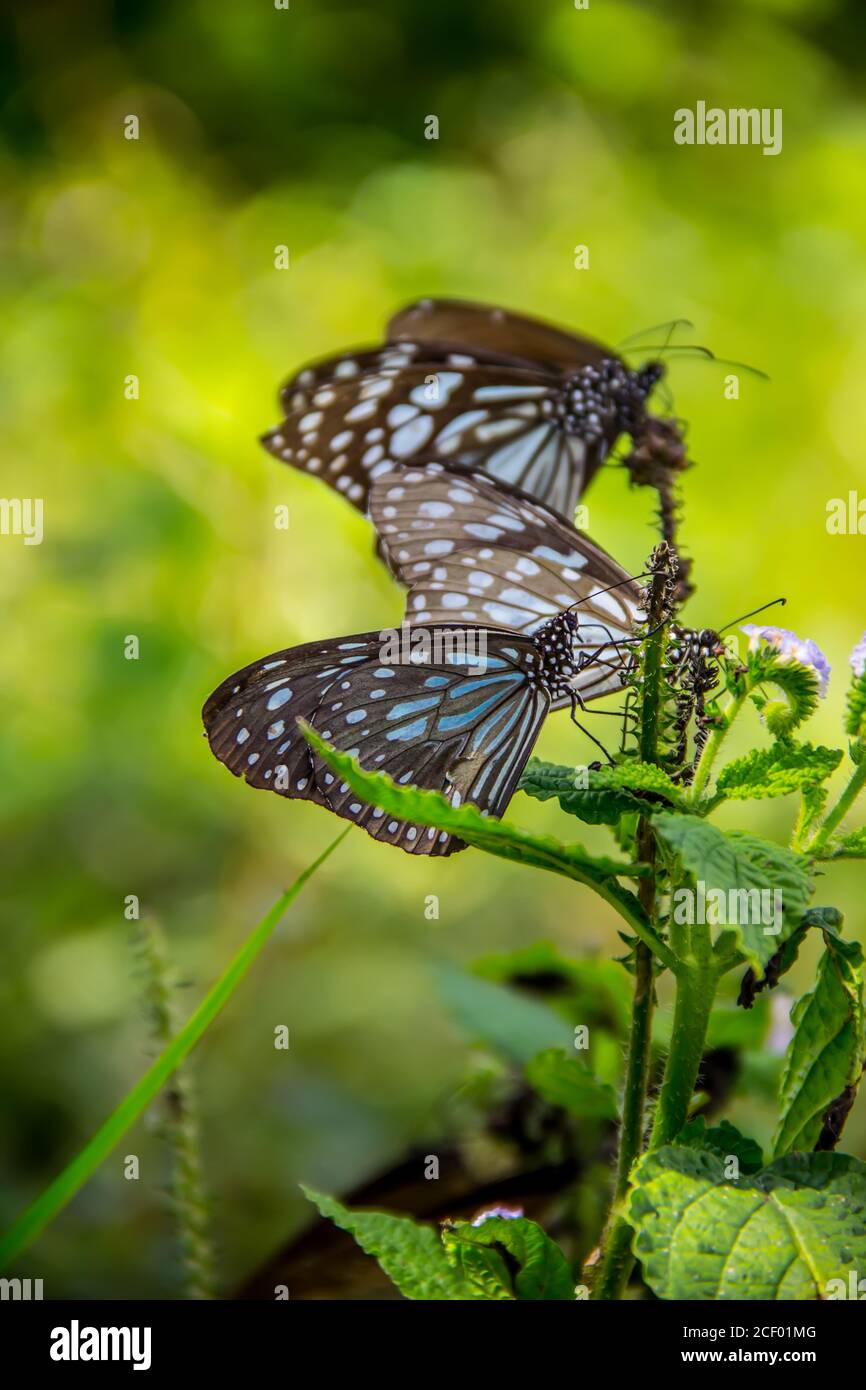 Danaidae butterfly hi-res stock photography and images - Alamy