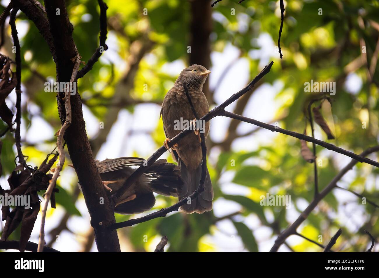 Ceylon rufous babbler hi-res stock photography and images - Alamy