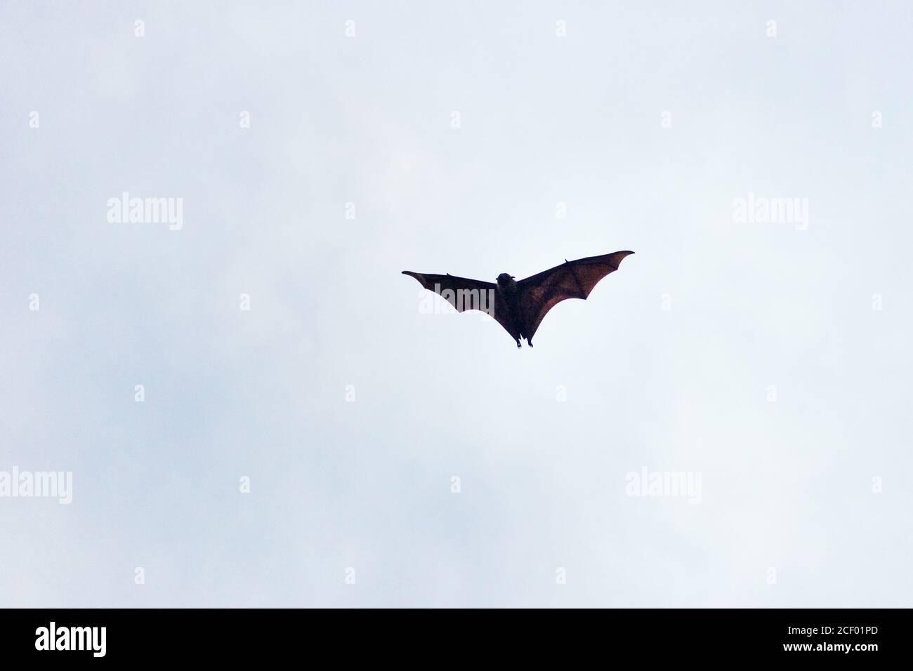 Flying foxes from the island of Sri Lanka fly against the background of ...