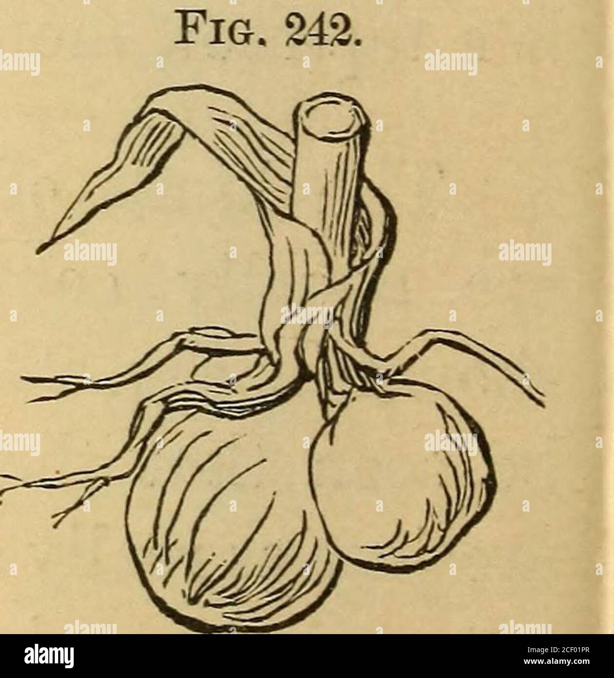 Moniliform hi-res stock photography and images - Alamy