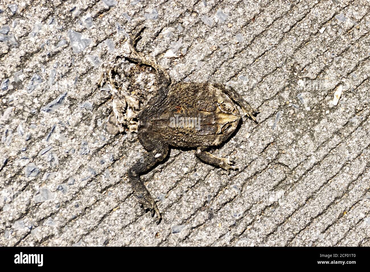 Bird killing regulations hi-res stock photography and images - Alamy