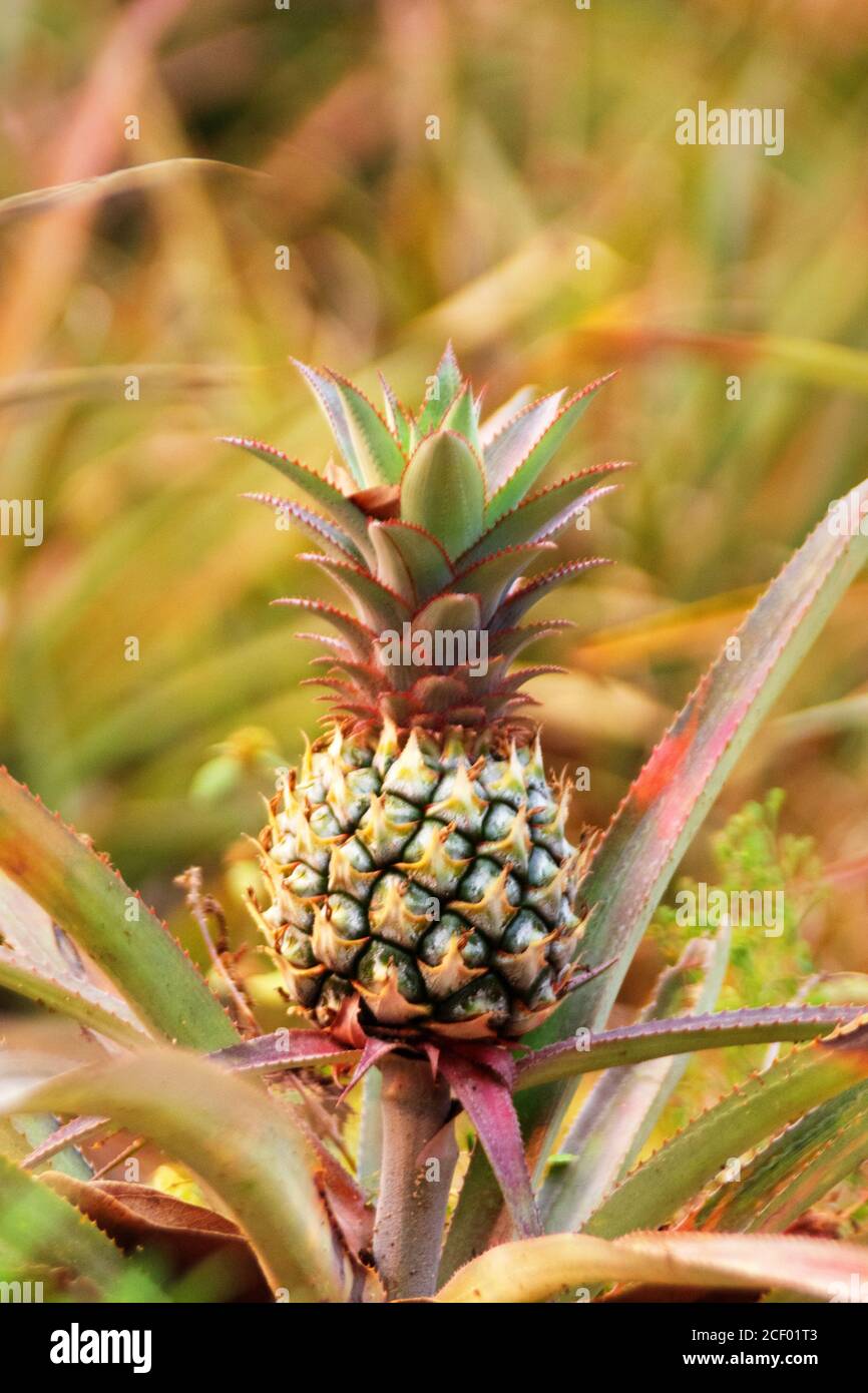 Farm orchard with ripe pineapple fruits. Production of fruits in South ...