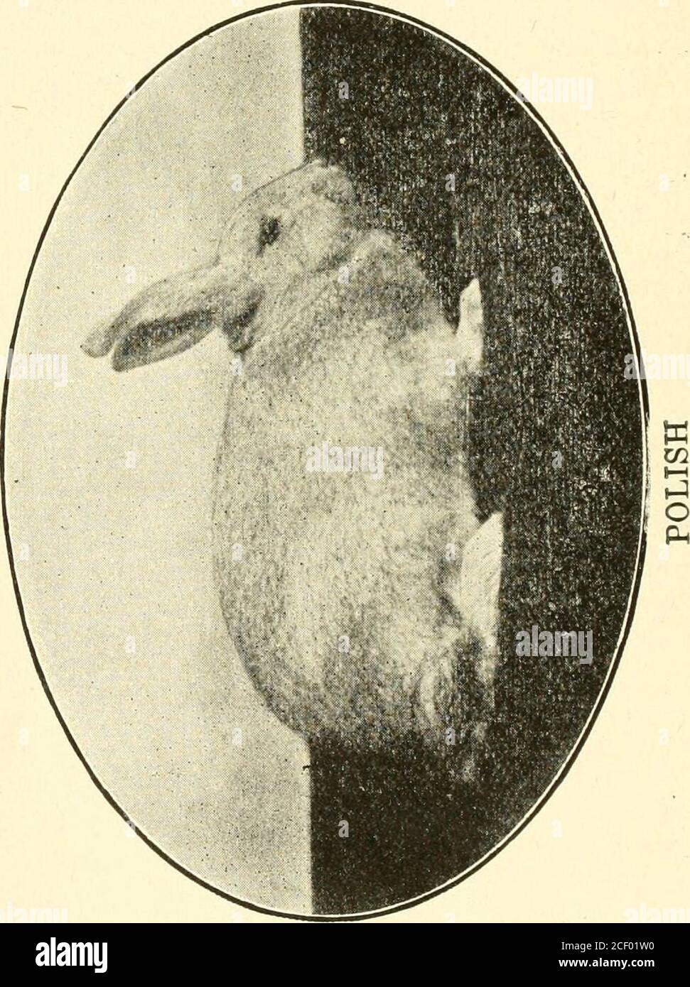 . Rabbit culture and standard; a complete and official standard of all ...