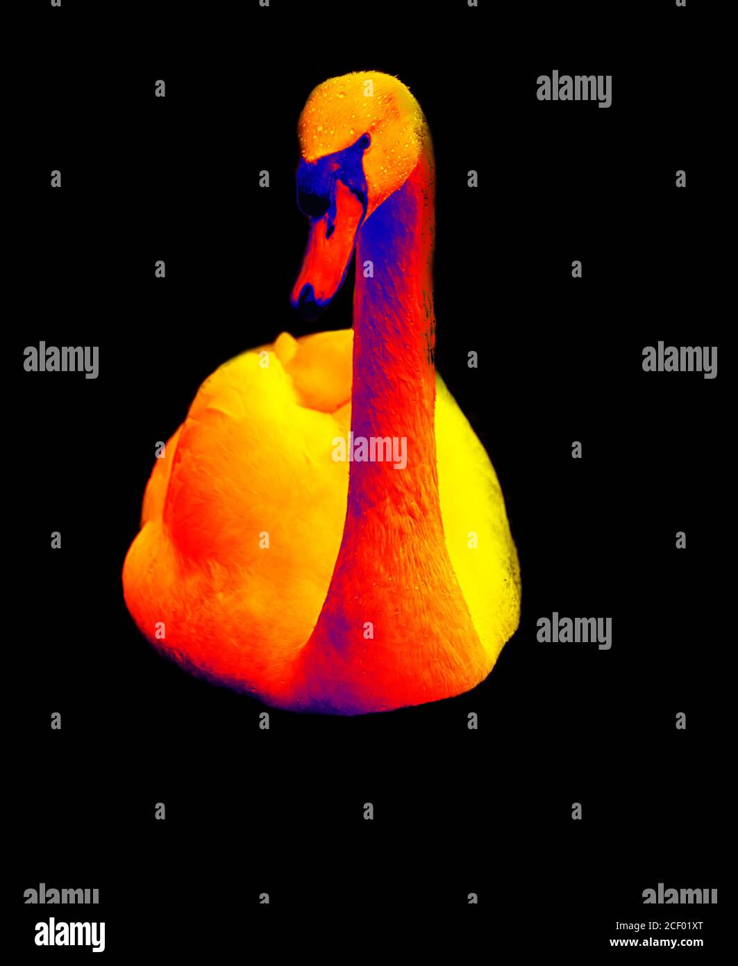 Bird Swan in scientific high-tech thermal imager on black background ...
