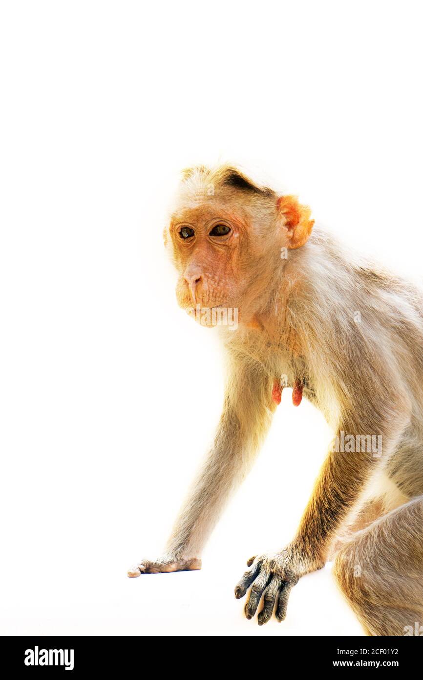 Monkey as mirror of human emotions: I am a good boy (honest eyes ...