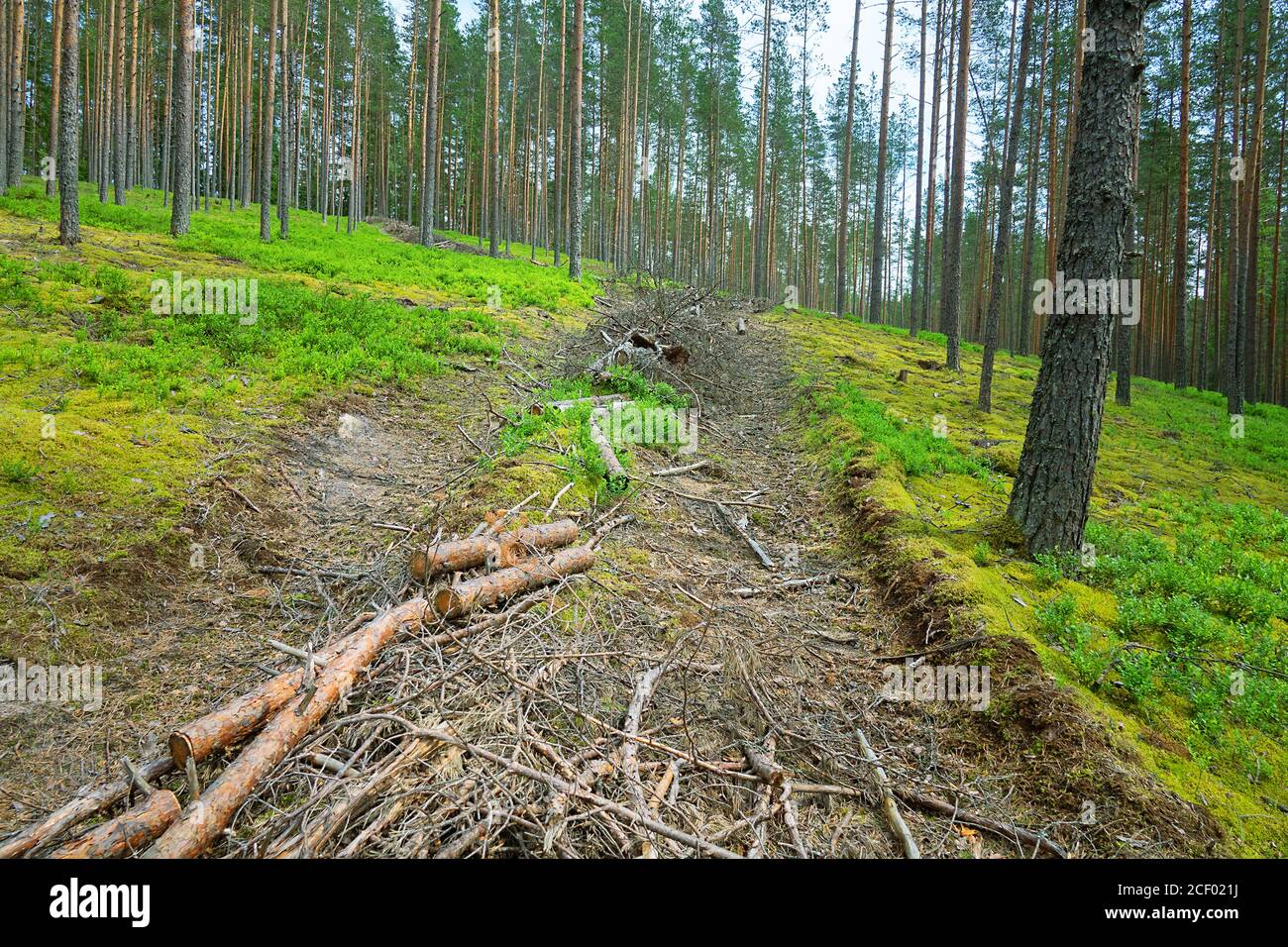 Remains of cutting,, logging waste in Northern boreal coniferous forest ...
