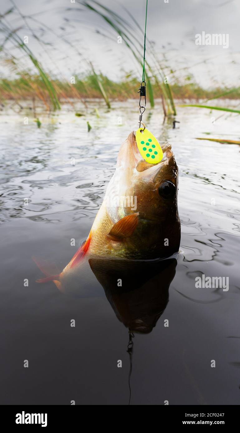 River perch in front of a river basin. Fishing spinning on perch lure ...