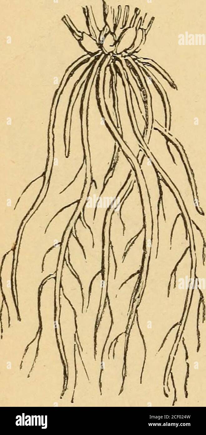 Enlarged tap root hi-res stock photography and images - Alamy