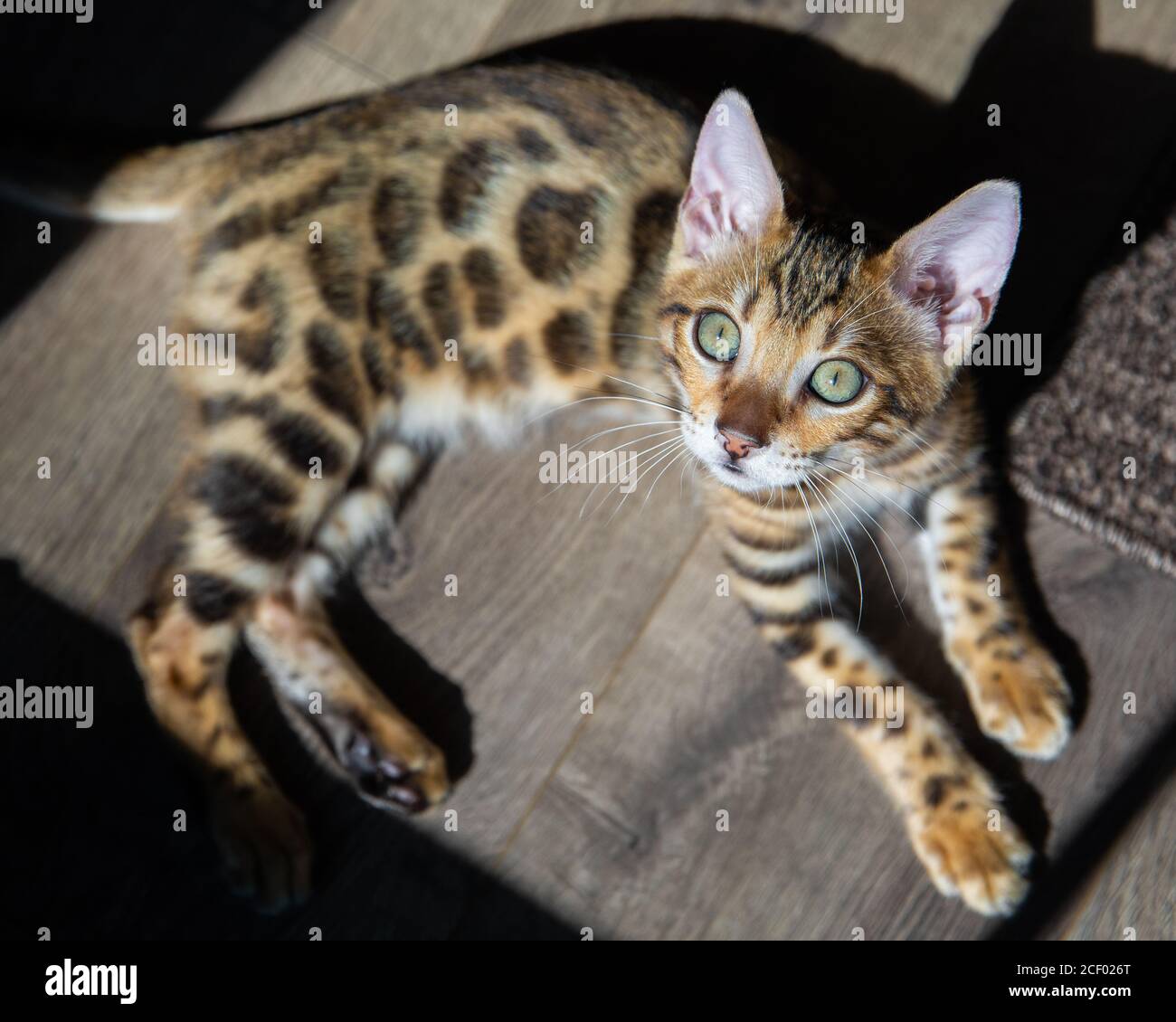 Pure breed Bengal male kitten/cat Stock Photo - Alamy