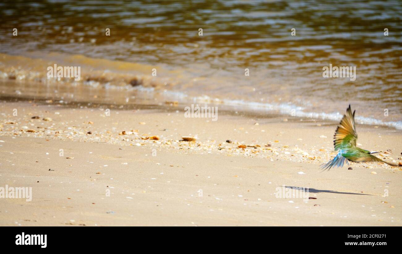 Blue tailed bee eater sand hi-res stock photography and images - Alamy