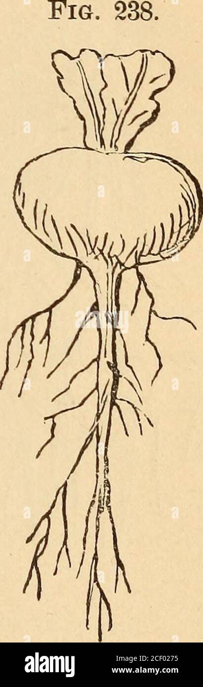 Conical root hi-res stock photography and images - Alamy