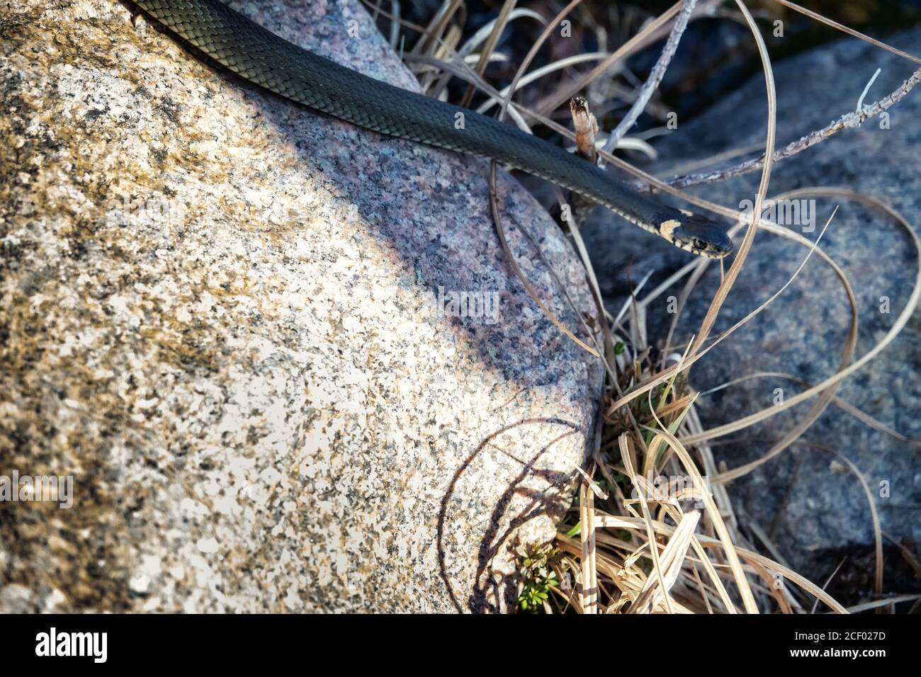 Common Grass-snake (Natrix natrix) from the East Baltic sea coast ...