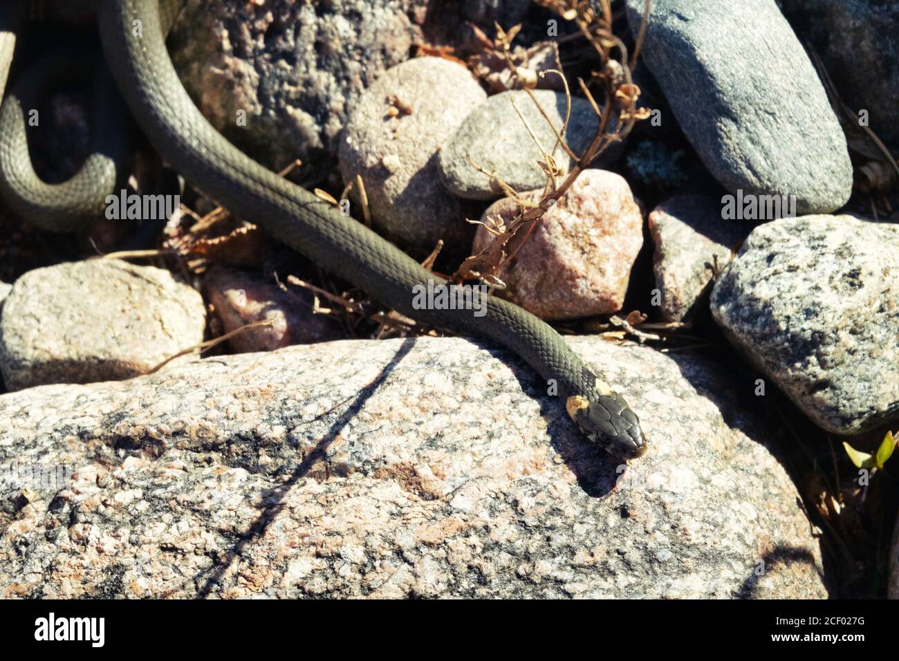 Common Grass-snake (Natrix natrix) from the East Baltic sea coast ...