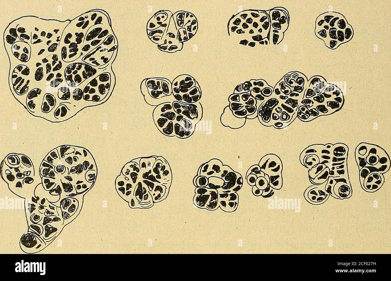 Botryococcus High Resolution Stock Photography and Images - Alamy