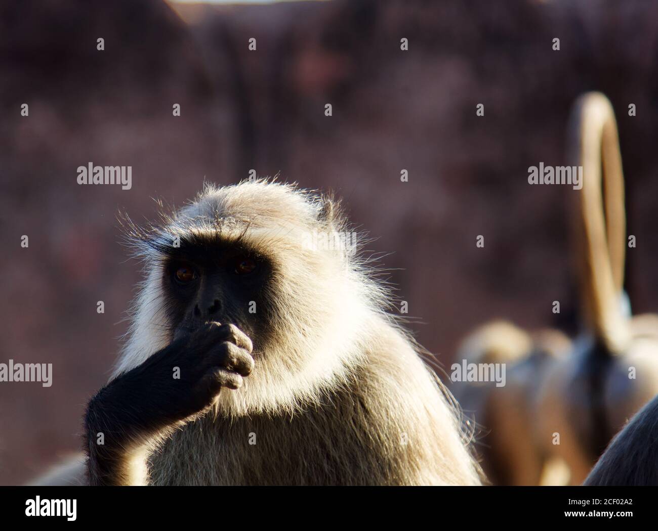 Pilgrims feeding monkey hi-res stock photography and images - Alamy