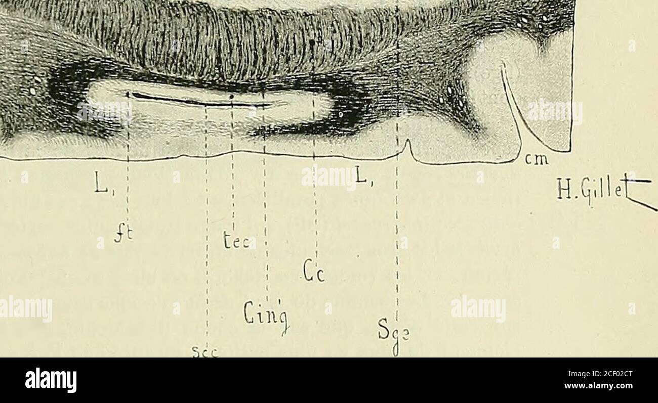 . Anatomie des centres nerveux. ÏIÉI*. Sec Fig. 301. — Coupe ...