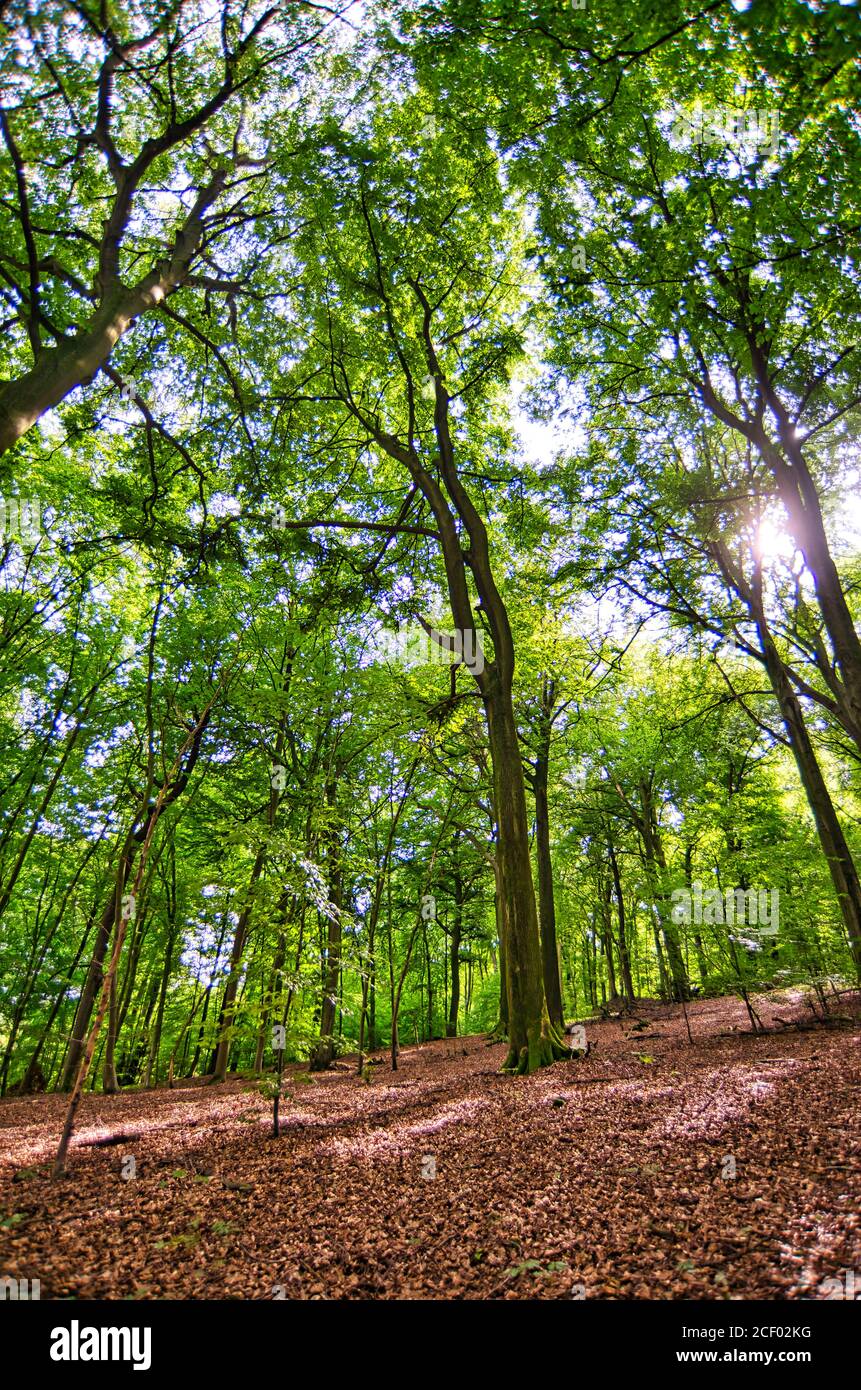 Forest with green trees and sunshine in August Stock Photo - Alamy