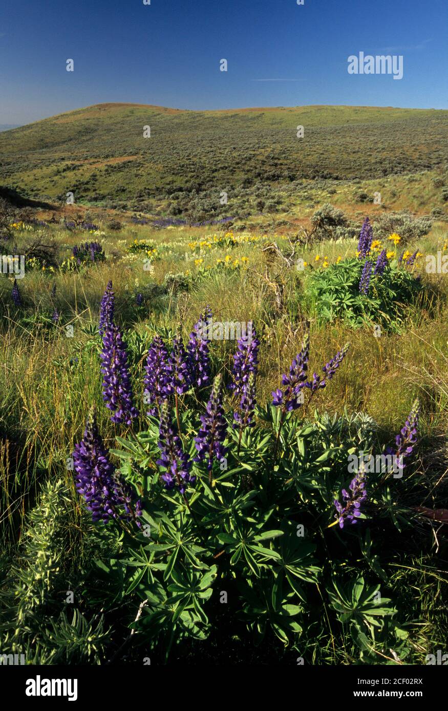 Washington lupine hi-res stock photography and images - Alamy