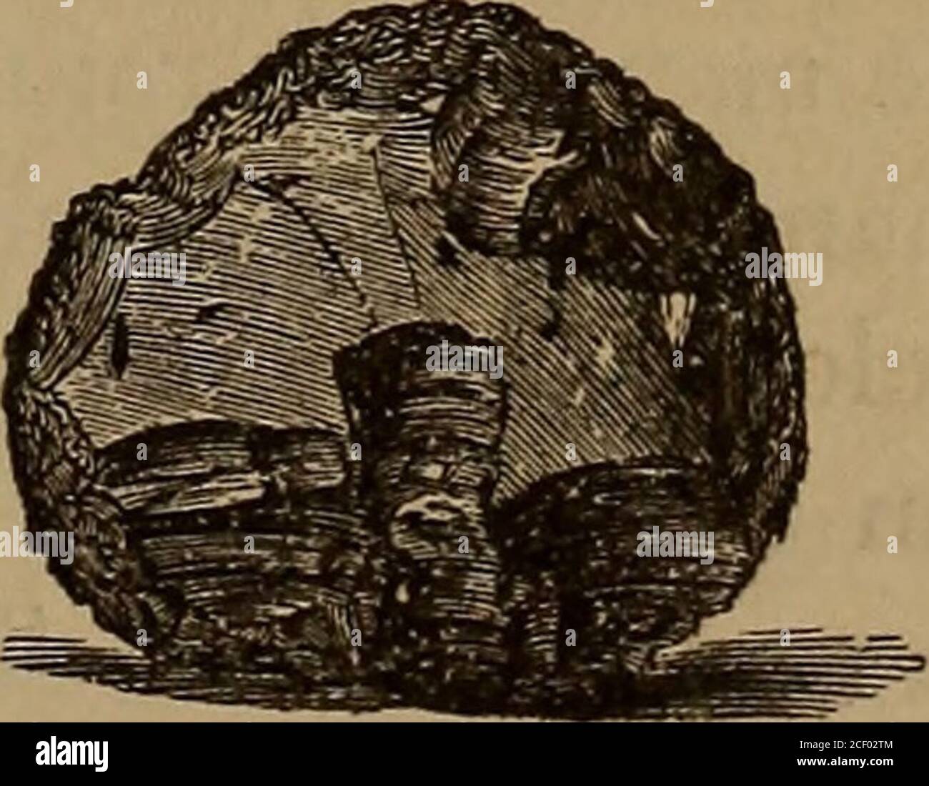 Disc like shape hi-res stock photography and images - Alamy