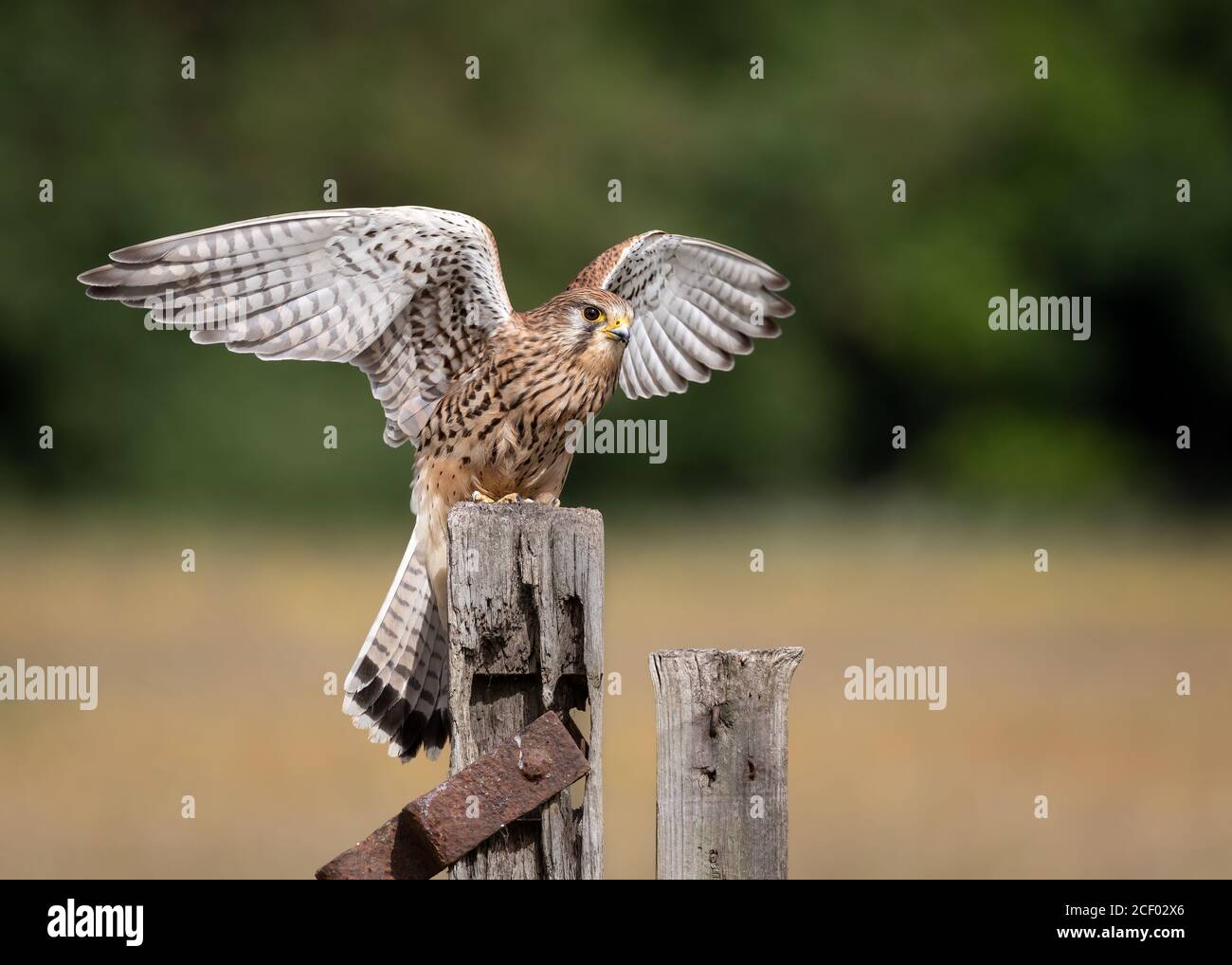 Kestrel with outstretched wings hi-res stock photography and images - Alamy