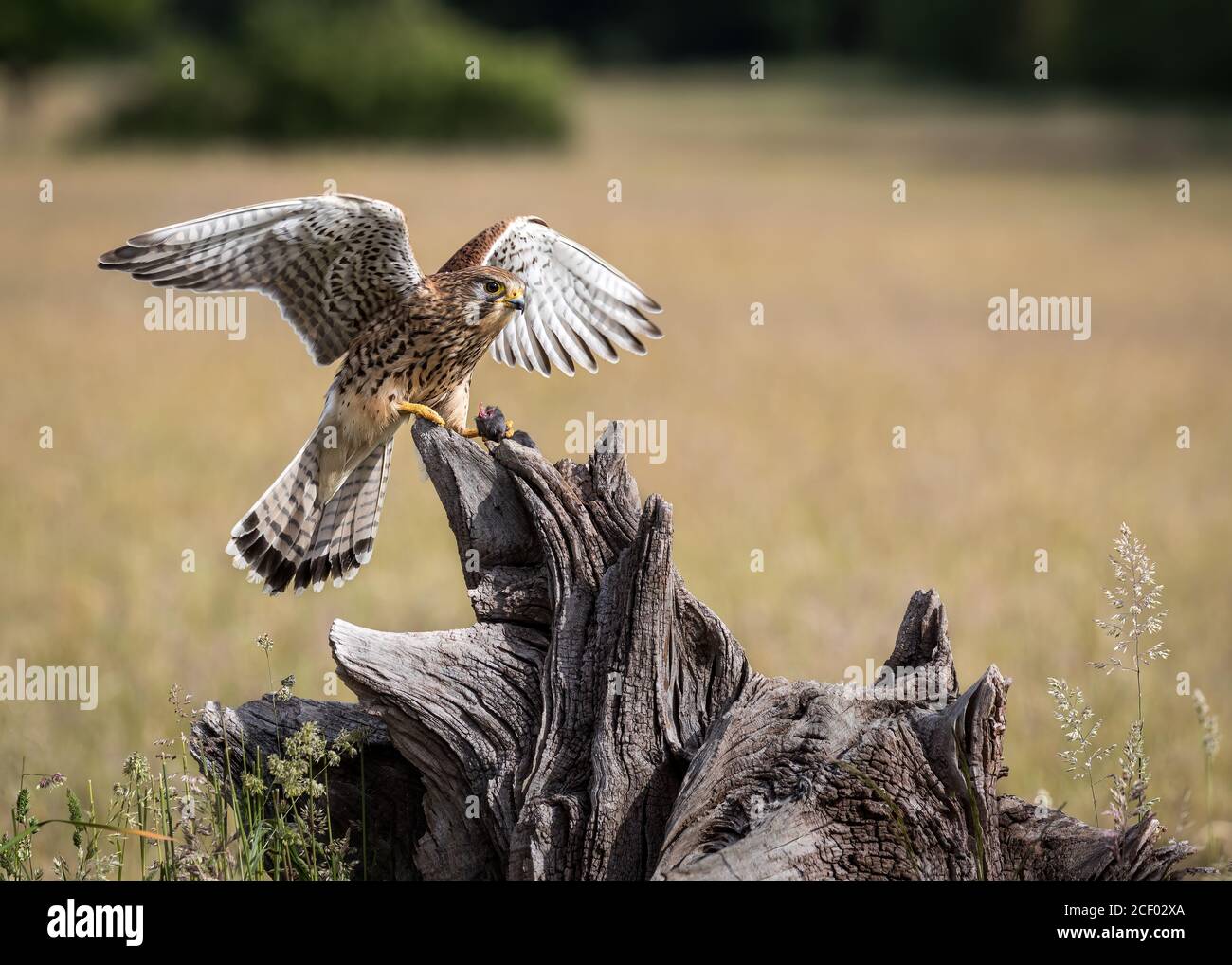 Female kestrel into landing hi-res stock photography and images - Alamy