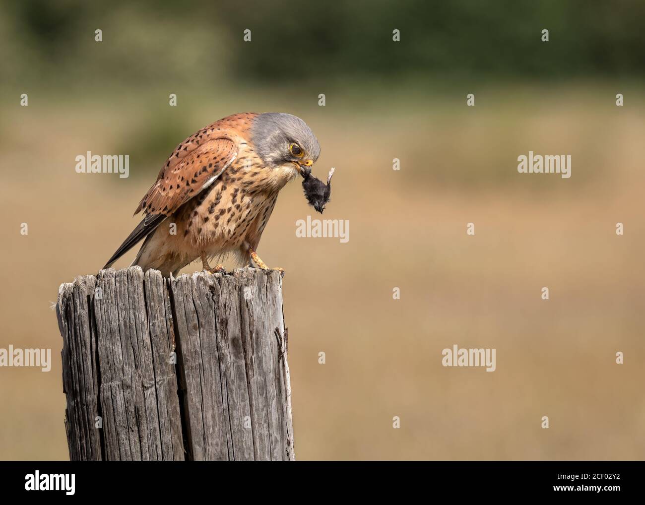 Male Kestrel with Prey Stock Photo - Alamy