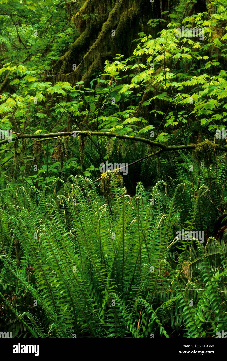 Sword fern on Hall of Mosses Trail, Olympic National Park, Washington ...