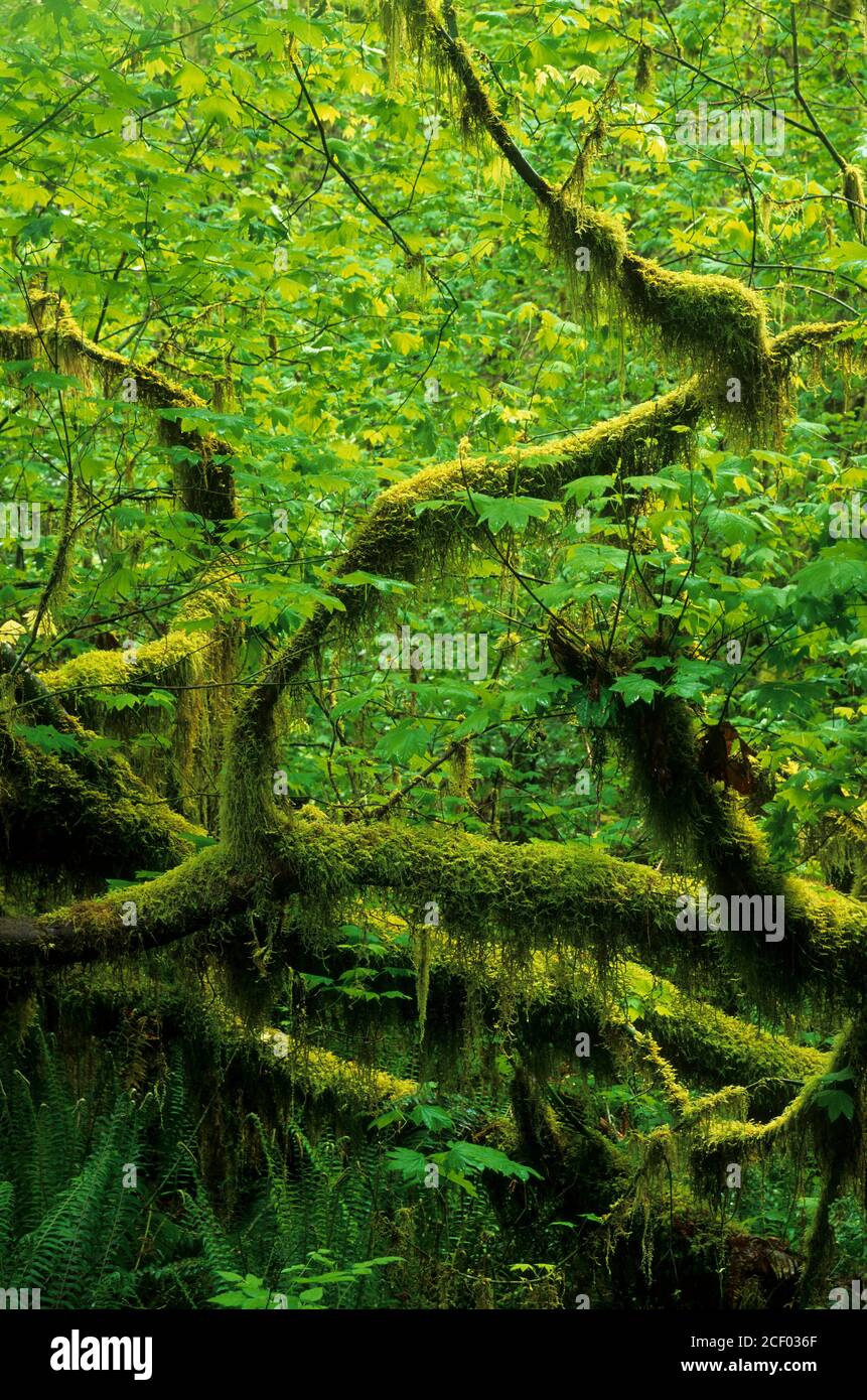 Vine maple on Hall of Mosses Trail, Olympic National Park, Washington ...