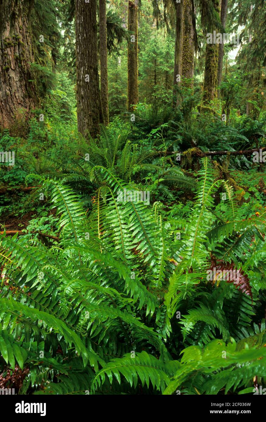 Mosses fern hi-res stock photography and images - Alamy