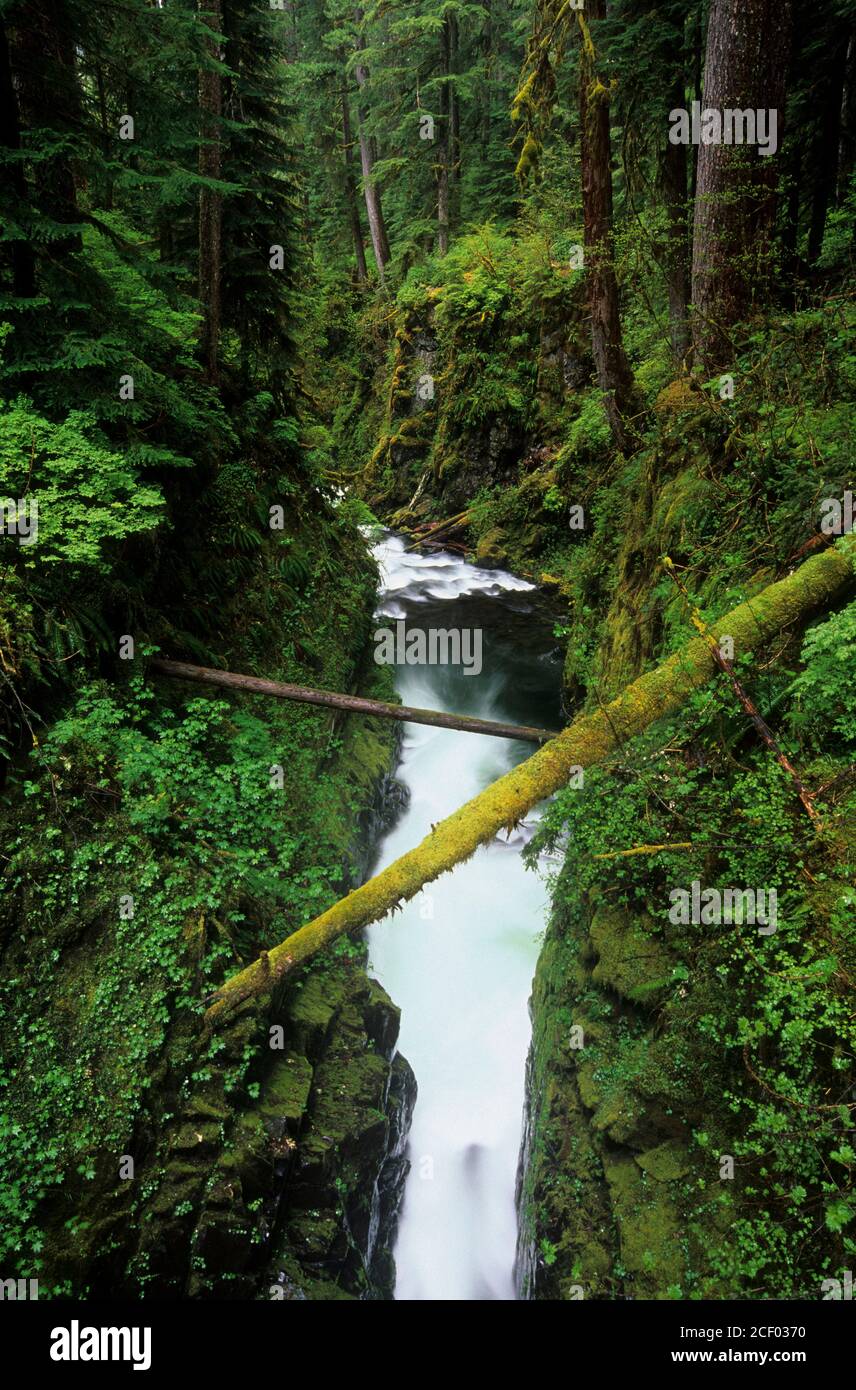 Sol Duc River below Sol Duc Falls, Olympic National Park, Washington ...