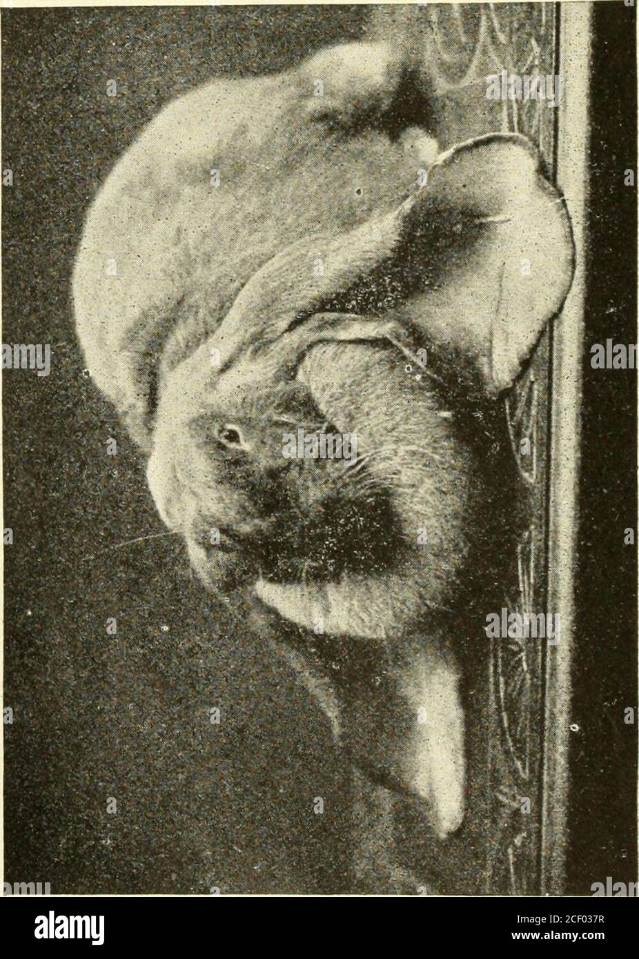 . Rabbit culture and standard; a complete and official standard of all ...