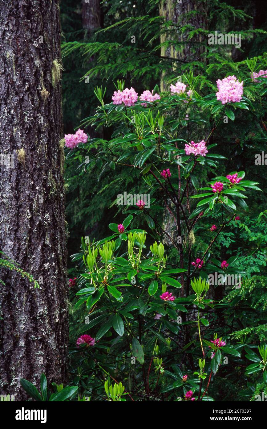 Pacific rhododendron (Rhododendron macrophyllum) on Mt Walker, Olympic ...