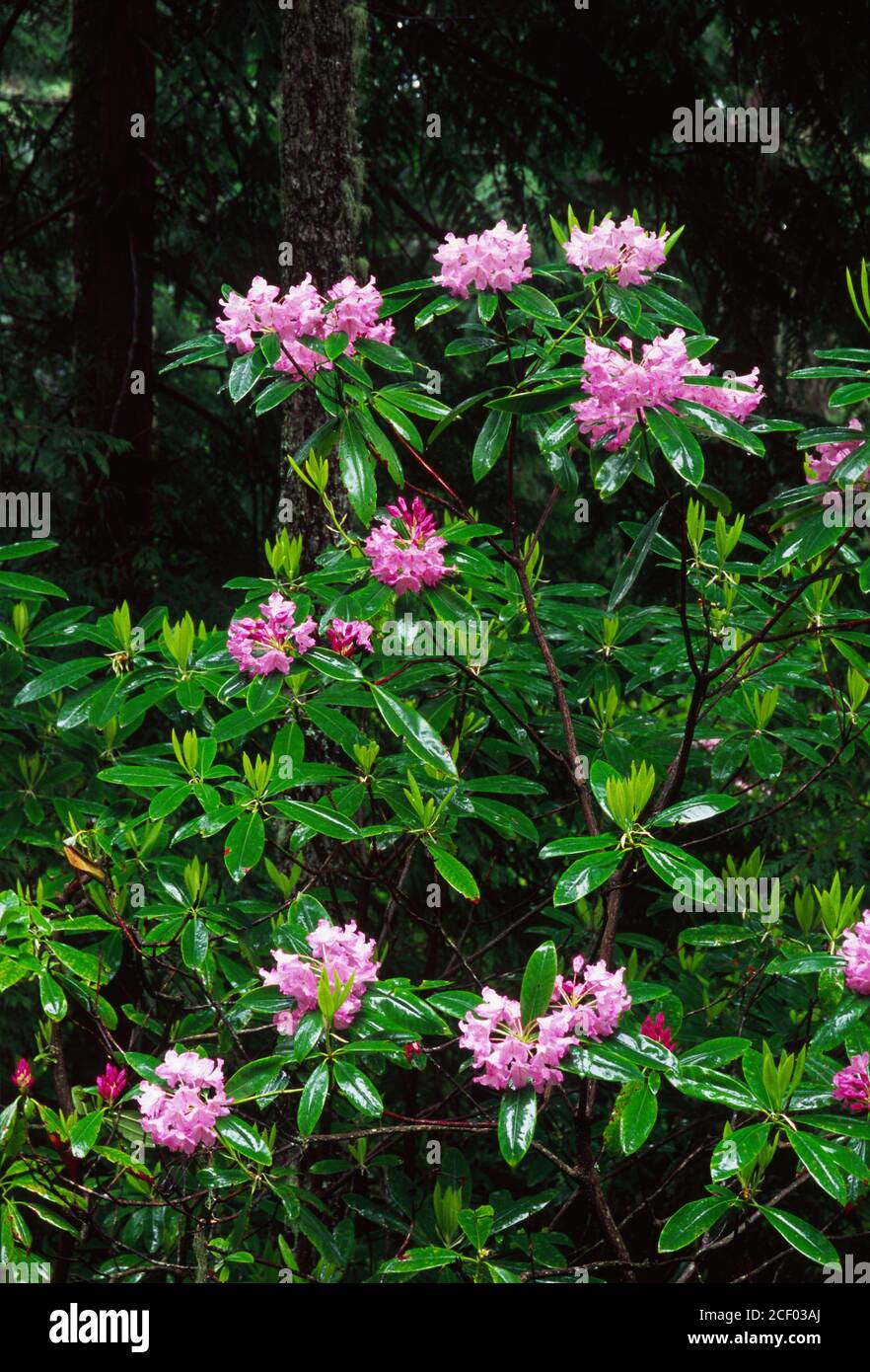 Pacific rhododendron (Rhododendron macrophyllum) on Mt Walker, Olympic ...